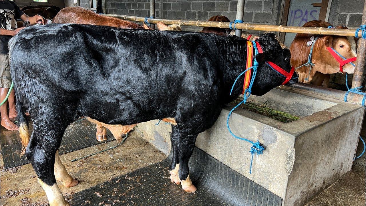 Simental Moncong, Belgian Blue, Limosin mulai 6 juta - YouTube