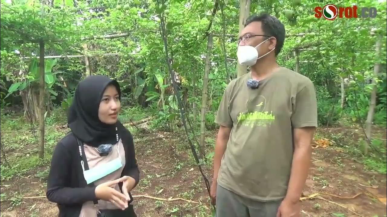 KEBUN PERDANA MARKISA MADU DAN MARKISA MANIS - YouTube