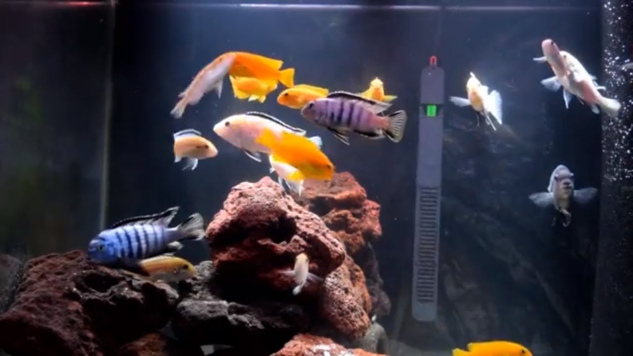 African Cichlid Colors! - YouTube