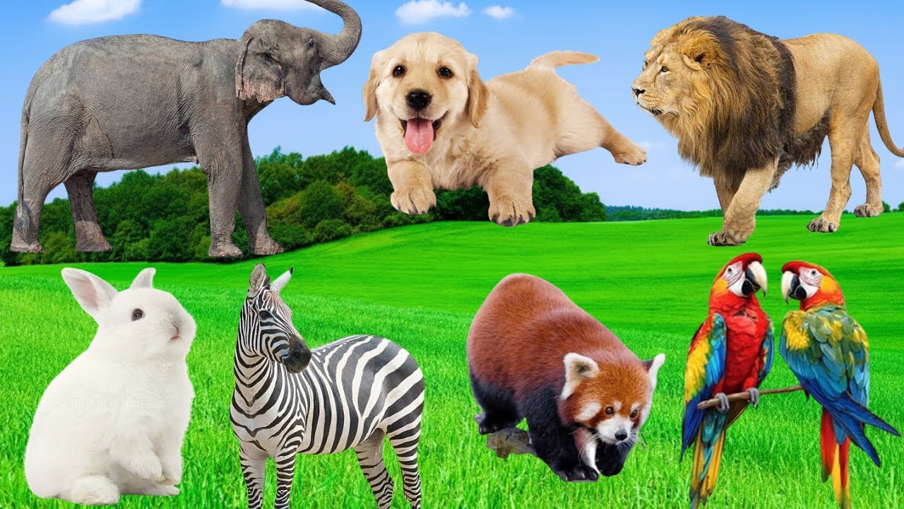 The Special Beauty of Animals - Elephant, Flamingo, Goat, Kangaroo ...