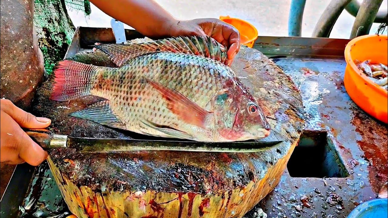 Big Tilapia Fish Cutting Skill || Tilapia Cutting in Village , Fish ...