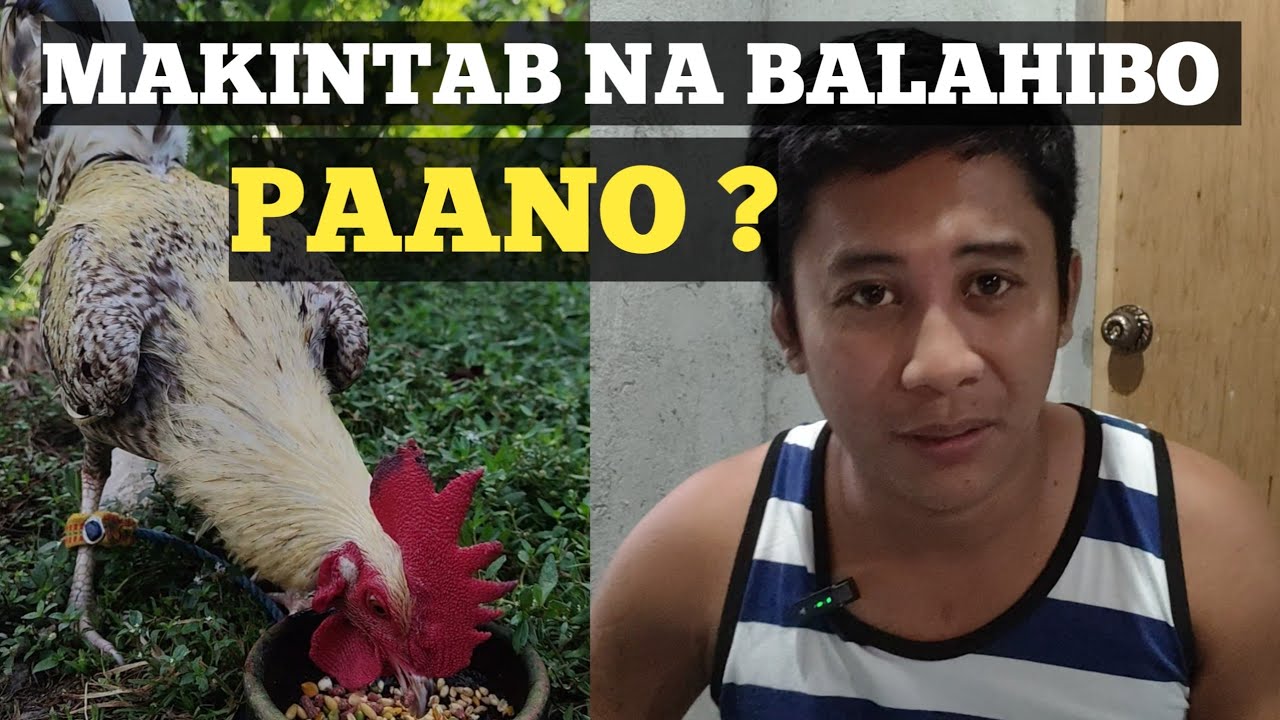 Paano Pakintabin ang Balahibo Nang Manok | Peejay Vergara - YouTube