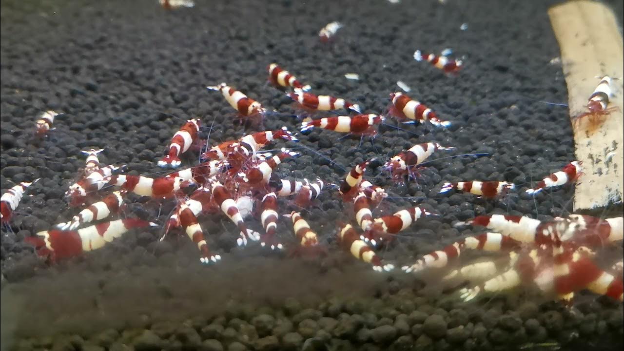 Red Taiwan Bees Caridina Shrimp. - YouTube