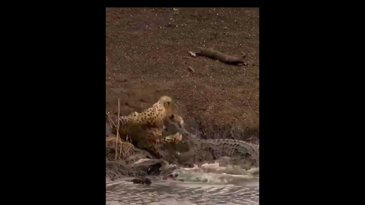 Crocodile attack! - YouTube