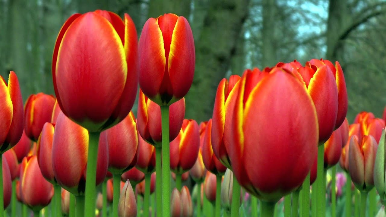 tulp - YouTube