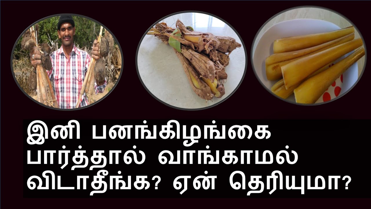 பனங்கிழங்கை அலட்சியமாக நினைக்காதீர்கள்... ஏன் தெரியுமா? | benefits of ...