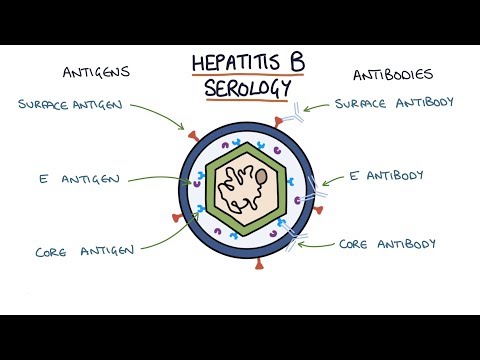 Ergebnisse der Hepatitis-B-Serologie verstehen