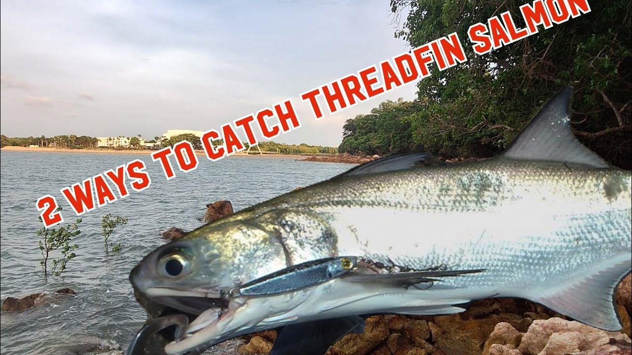 "Two Ways to Catch Threadfin Salmon from Shore & Rocks | Exciting Fishing Adventures in ...