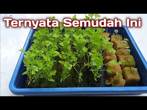 Cara Semai Seledri Dari Biji