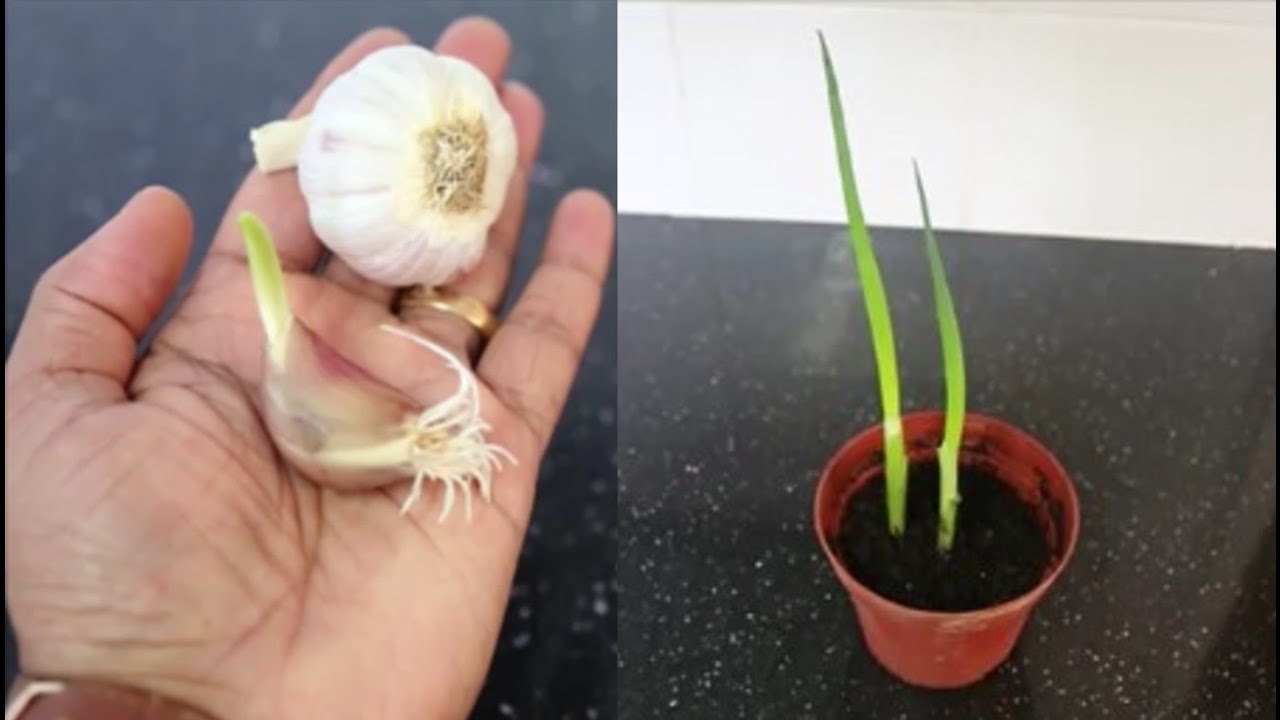 How To Grow Garlic In House | ഇനിമുതൽ വെളുത്തുള്ളി വീട്ടിൽ മുളപ്പിക്കാം ...