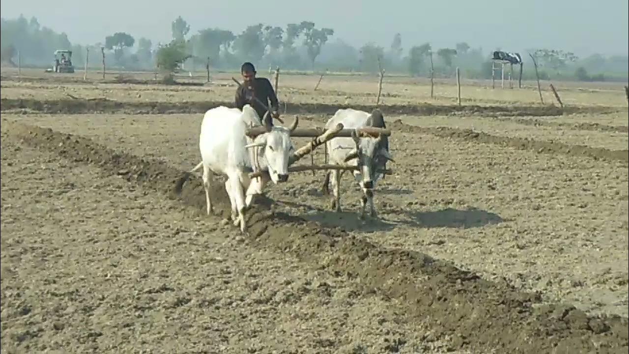 kheton Mein Kisan kaise chalate hain HAL// Kisan ki mehnat - YouTube