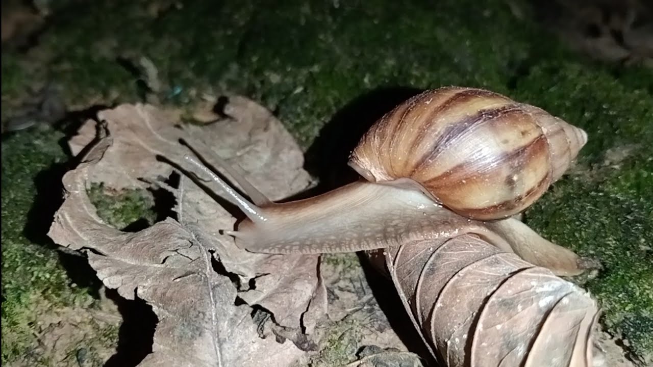 siput darat snails - YouTube