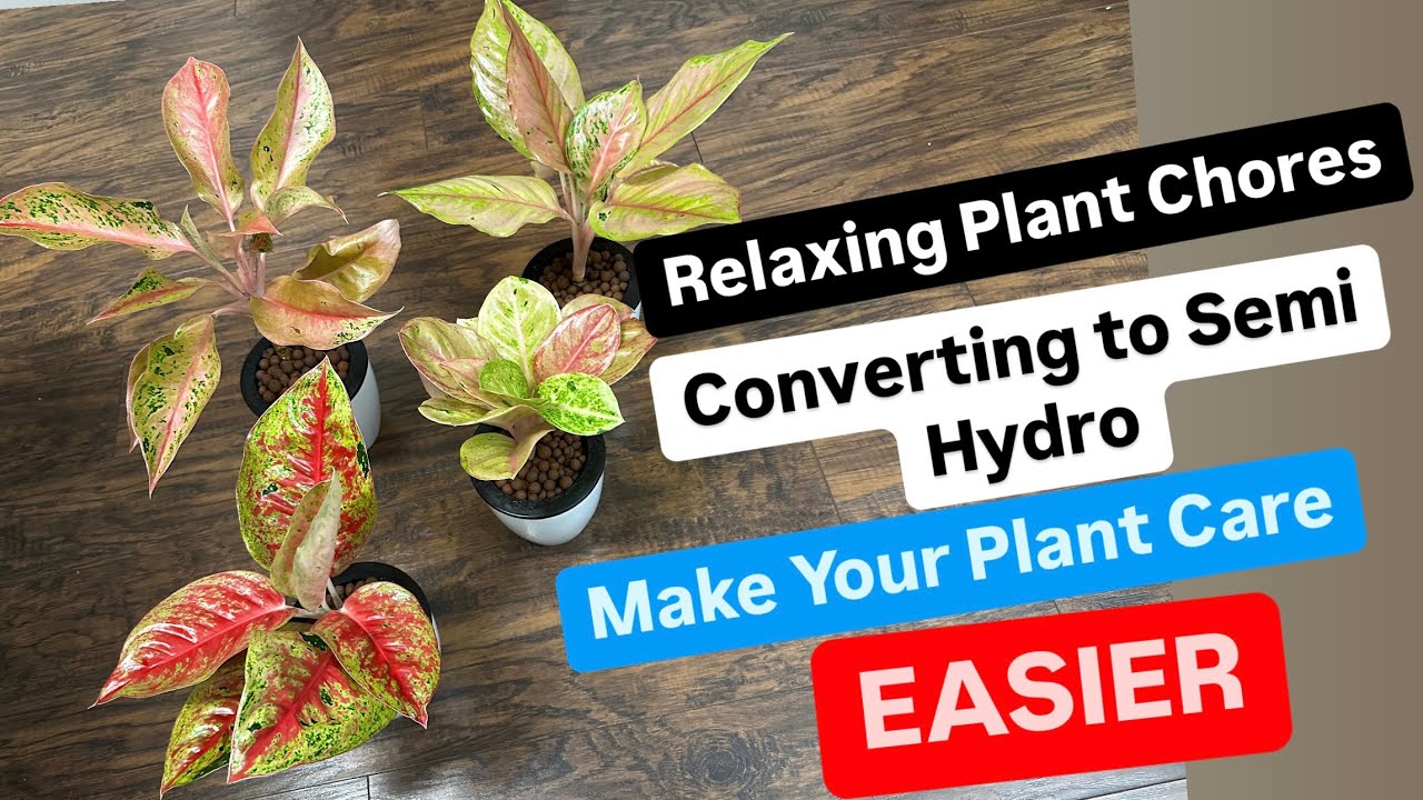 Relaxing Plant Care Converting Plants to Semi Hydroponics Leca Make ...