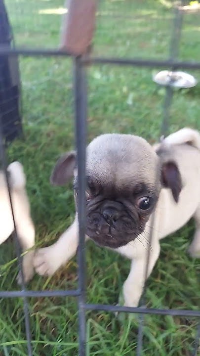 How fast do pug puppies grow part 8. 8 weeks vs 7 weeks Anya's Pugs ...