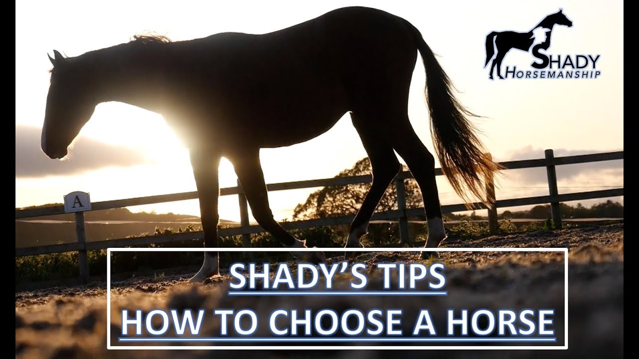 How to choose a horse - YouTube