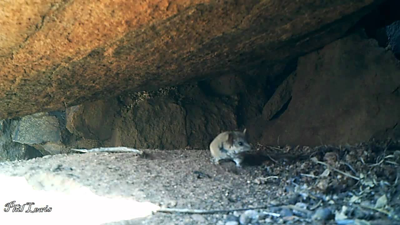 Woolley's Pseudantechinus at Booylgoo Spring station - YouTube