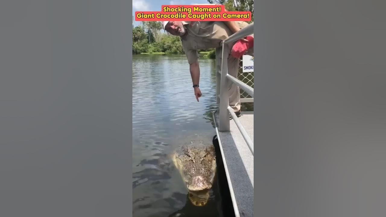 Shocking Moment! Giant Crocodile Caught on Camera! - YouTube