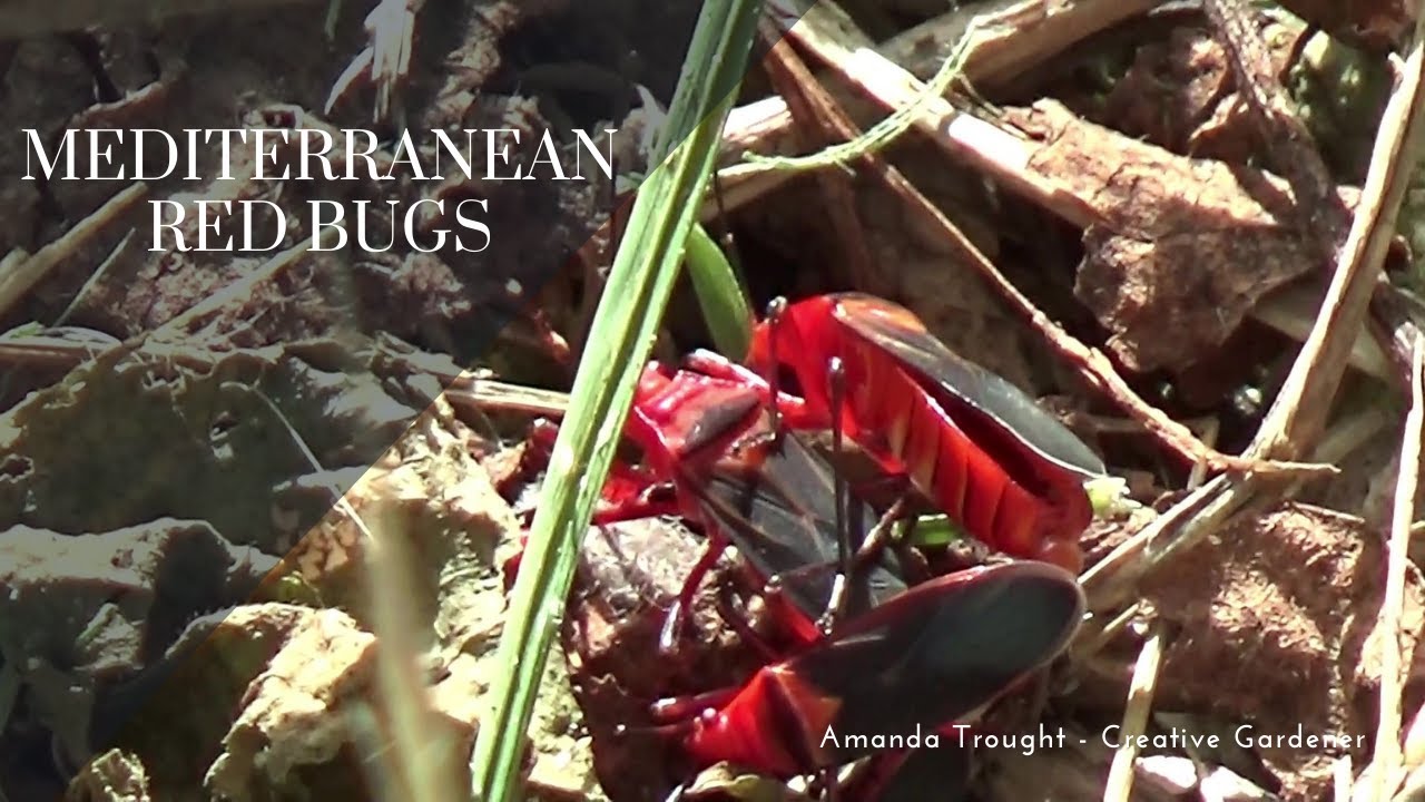 Mediterranean Red Bugs - Scantius Aegyptius - YouTube