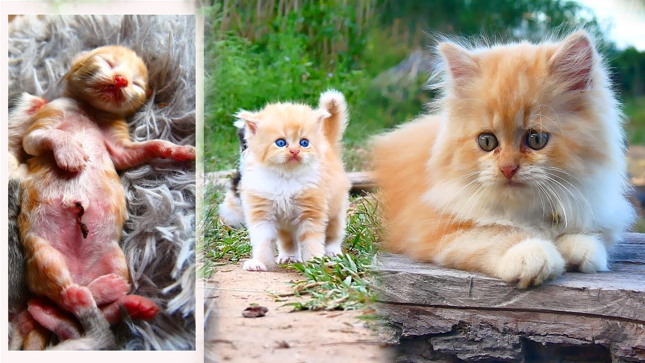 How persian newborn kitten grows? || 1 to 80 Days Journey 💞😽🐈 - YouTube