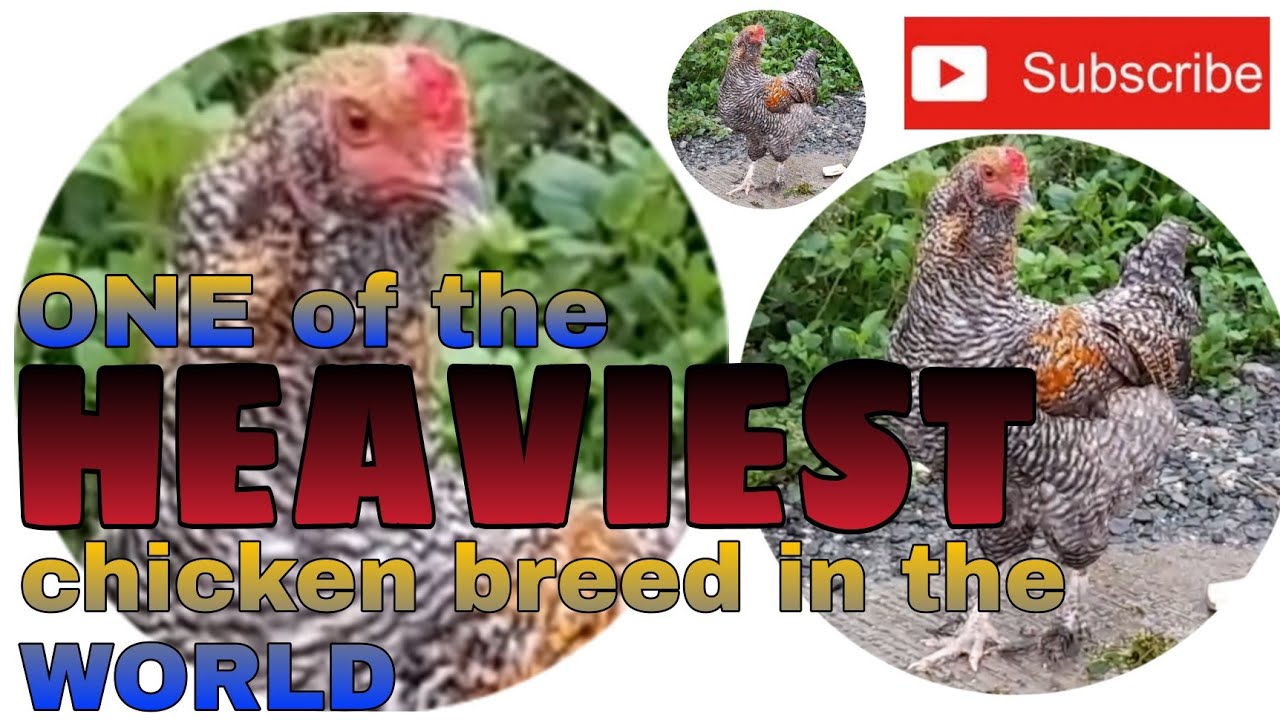 Coucou de Malines, among the heaviest of all chicken breeds | Backyard ...