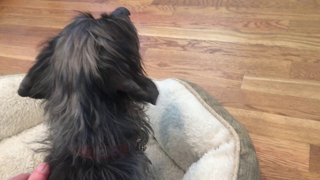 Wire-Haired Dachshund’s Ears Peeling - YouTube