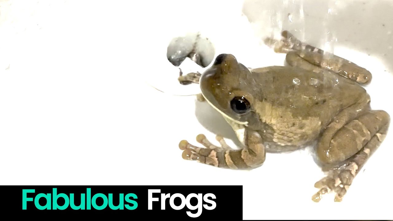 Fabulous Frogs Compilation - YouTube