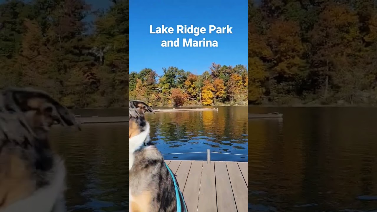 Dog enjoying himself at Lake Ridge Park and Marina - YouTube