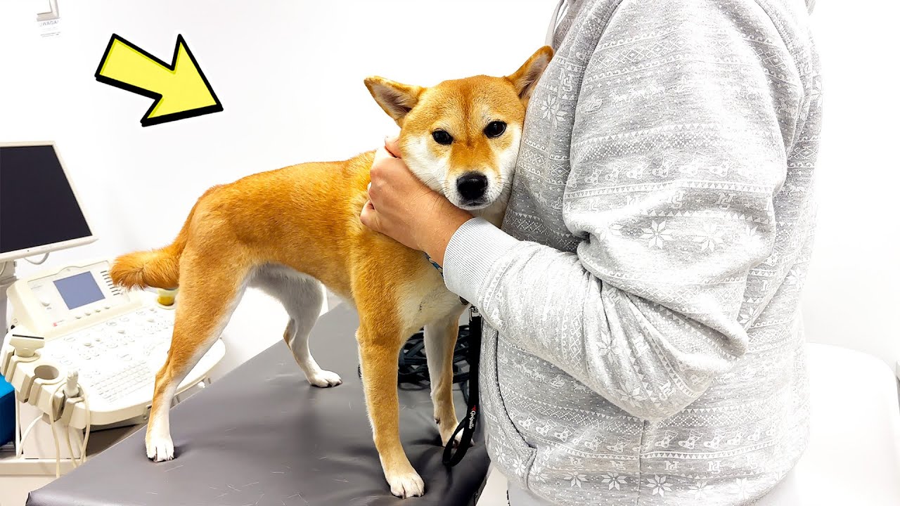DOG SCARED SHIBA INU VACCINATION IN POLAND ️[LIVING IN POLAND] 2022 ...