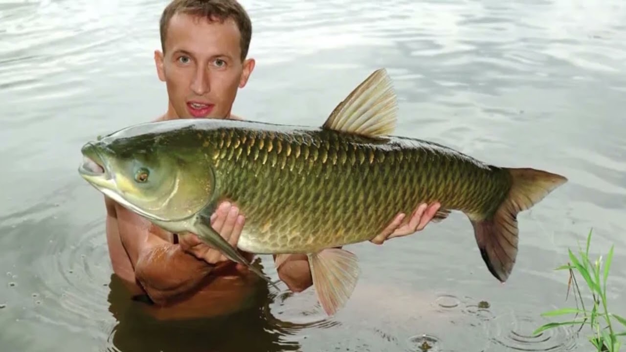 How big do carps get? How do Carps have babies? Is the carp a good fish ...