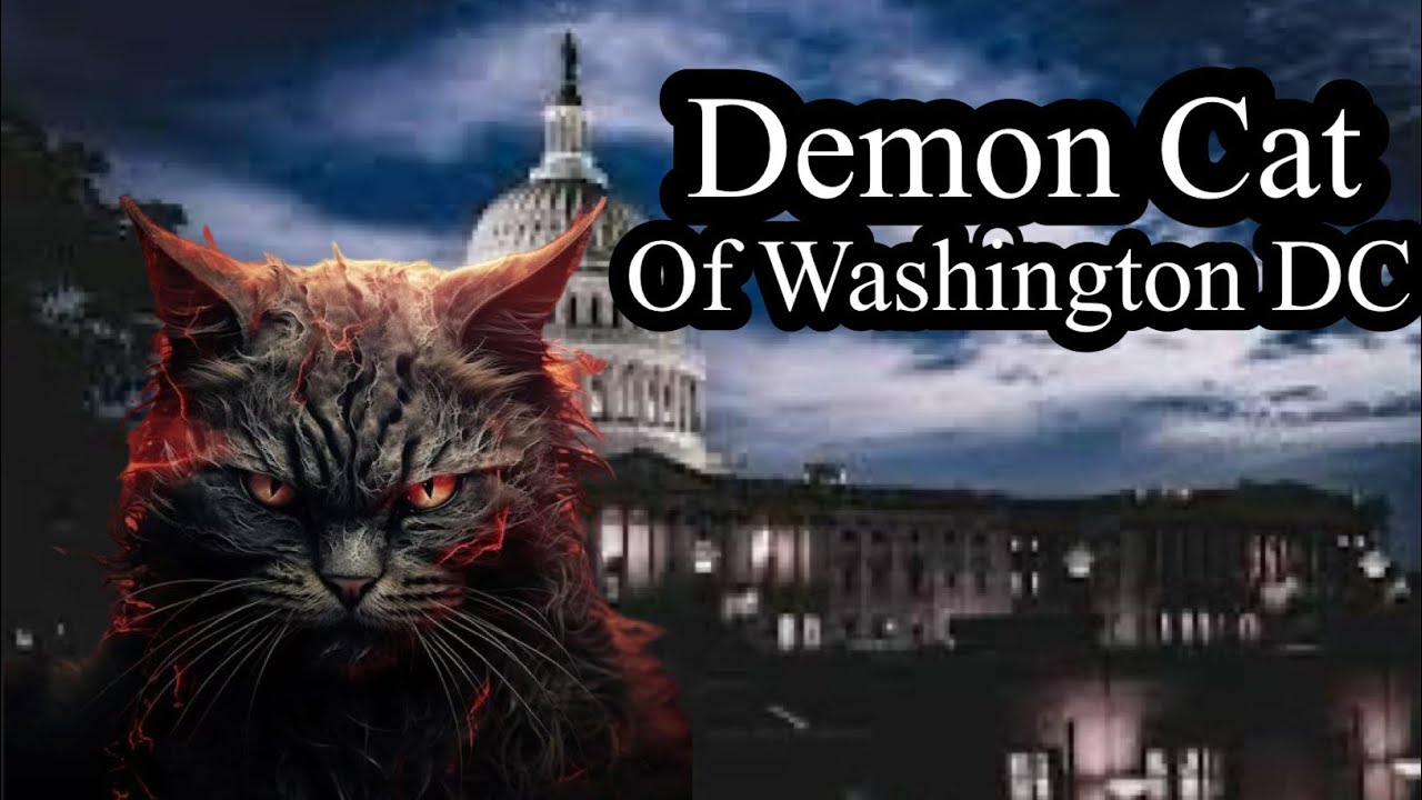 Demon Cat of Washington D.C.|Tragedy |Murder | True Crime | History ...