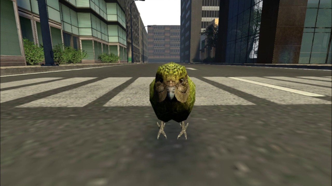 kakapo dancing - YouTube
