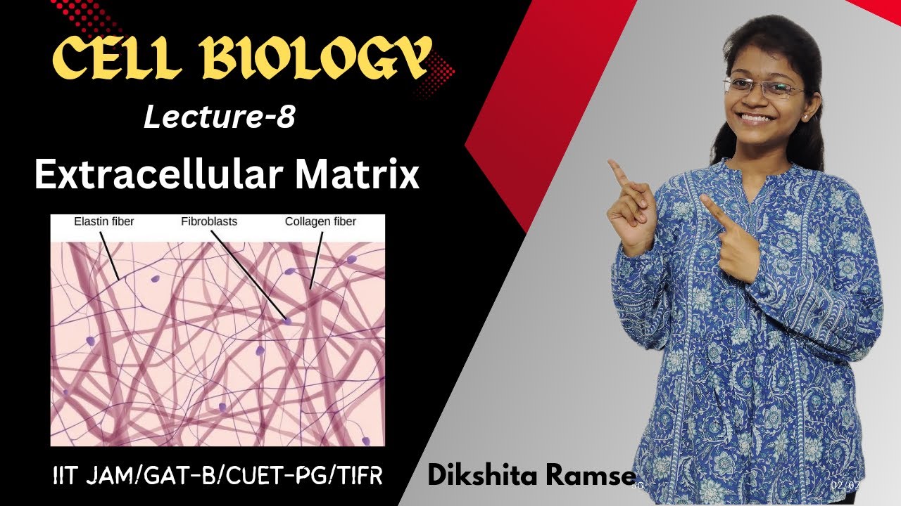 Cell Biology 08 | Extracellular Matrix | IIT JAM Biotechnology - YouTube