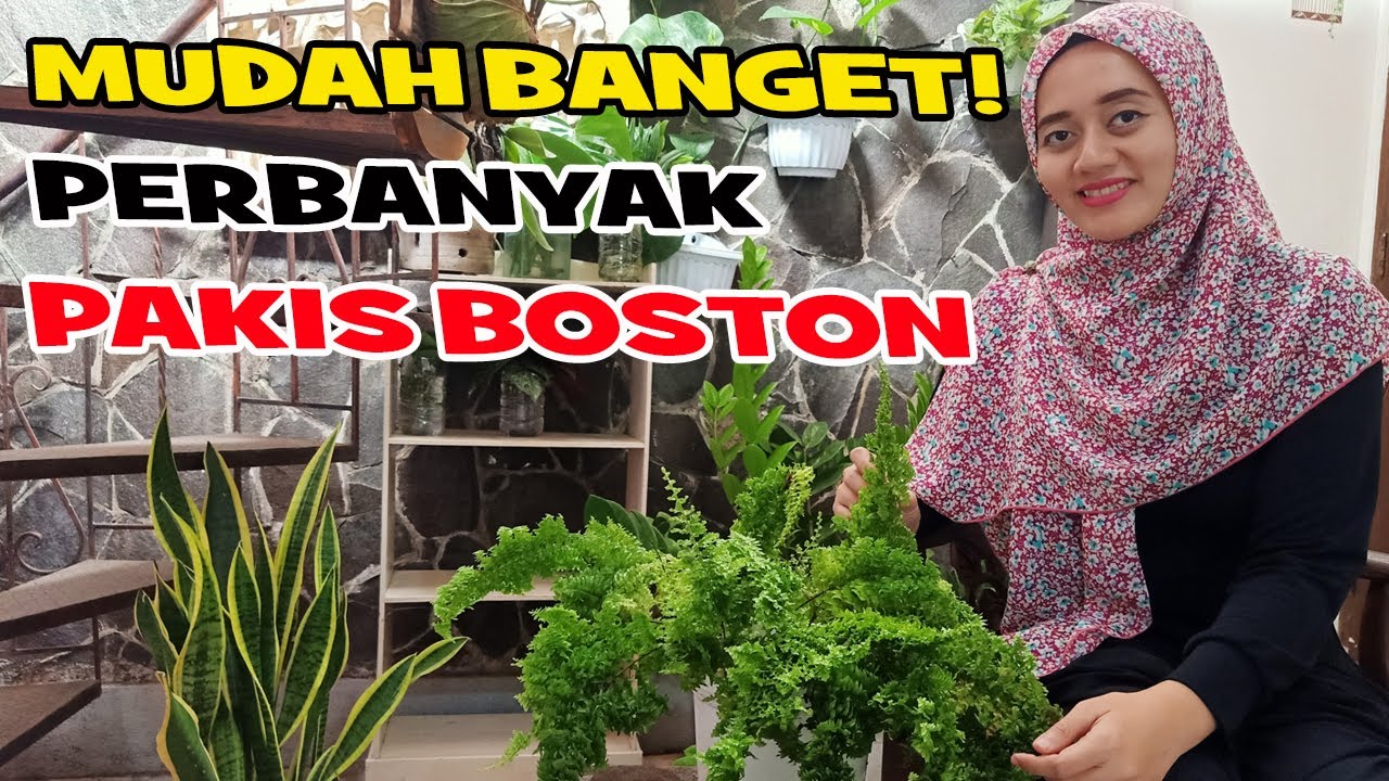 CARA MEMPERBANYAK PAKIS BOSTON - YouTube