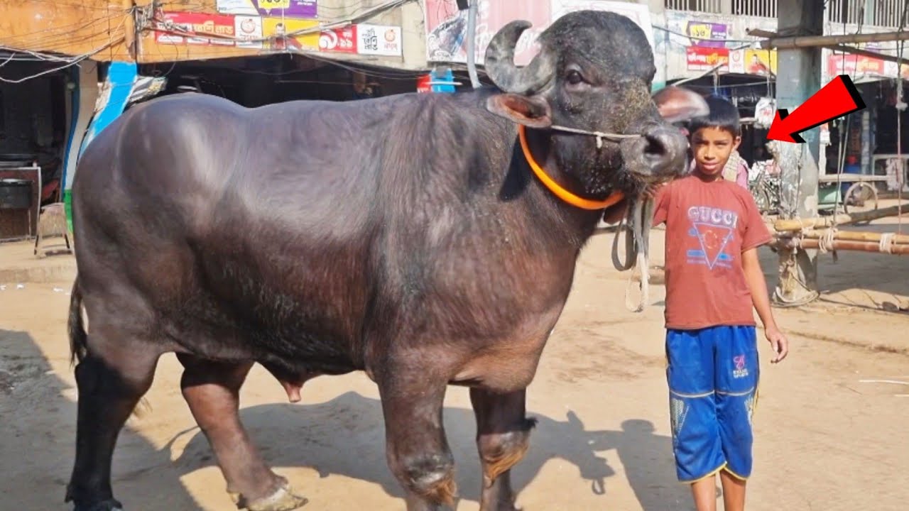 গাবতলী গরুর হাটের এর সব থেকে বড় মহিষ | biggest buffalo in Bangladesh ...