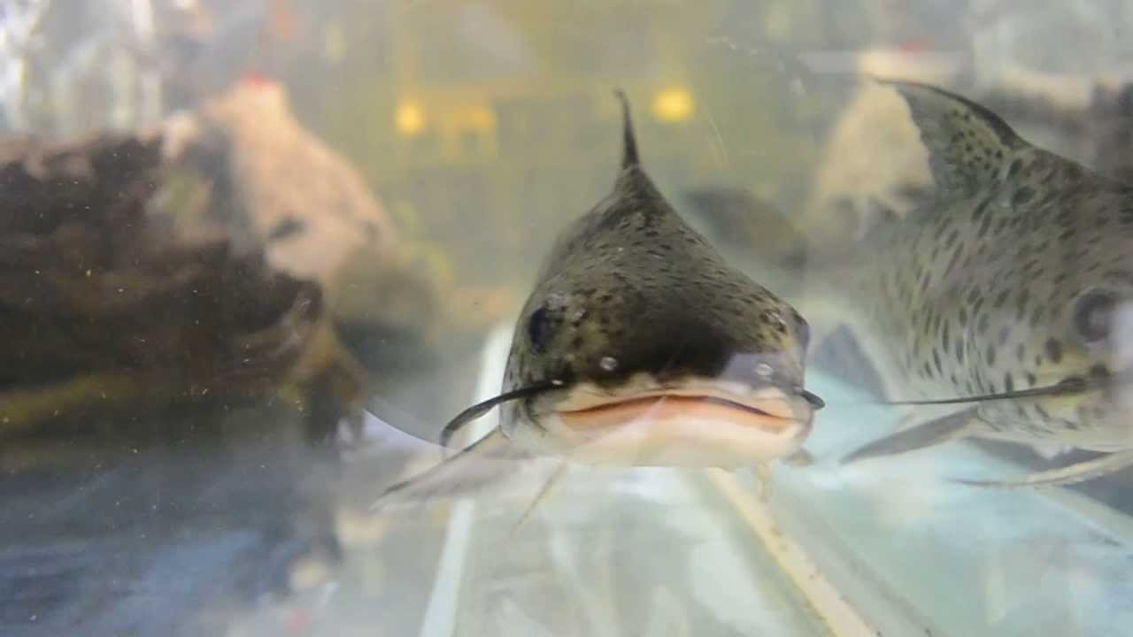 Platynemantichthys nototus - Lince Catfish - Rare Aquatics - YouTube