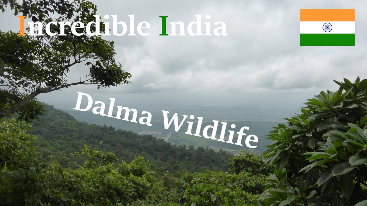 Spotting wild animals in the Dalma Wildlife Sanctuary | Incredible ...