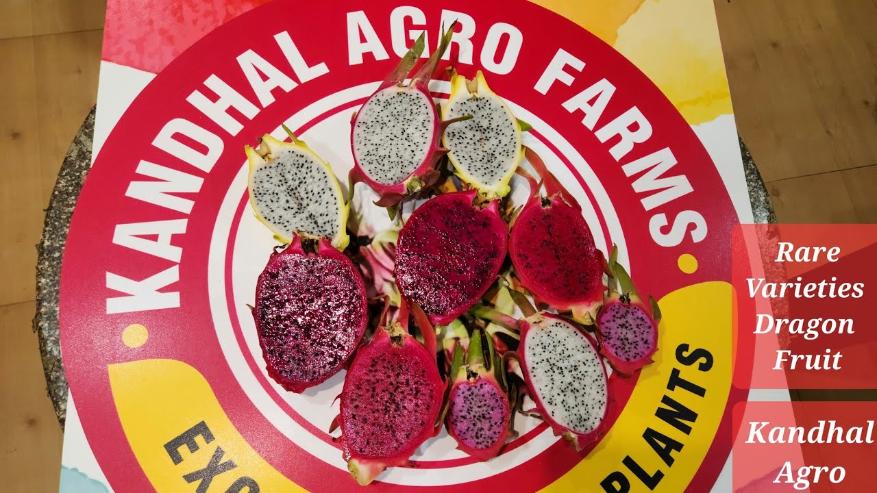 Exotic Rare Pulp Varieties at our Farm Rare Dragon Fruit Varieties ...