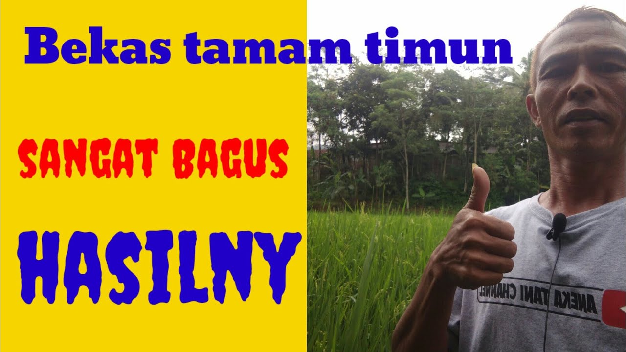 melihat sawah Bekas tamam timun - YouTube