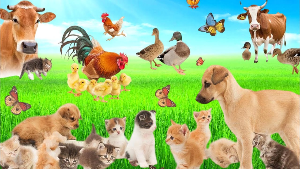 Animals Around Us | Real Animal Sounds from Nature - YouTube