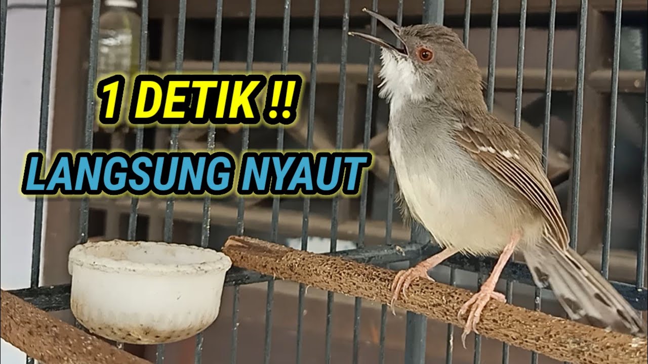 ciblek semi gacor, MAGIC suaranya bikin semua ciblek IKUT bunyi - YouTube
