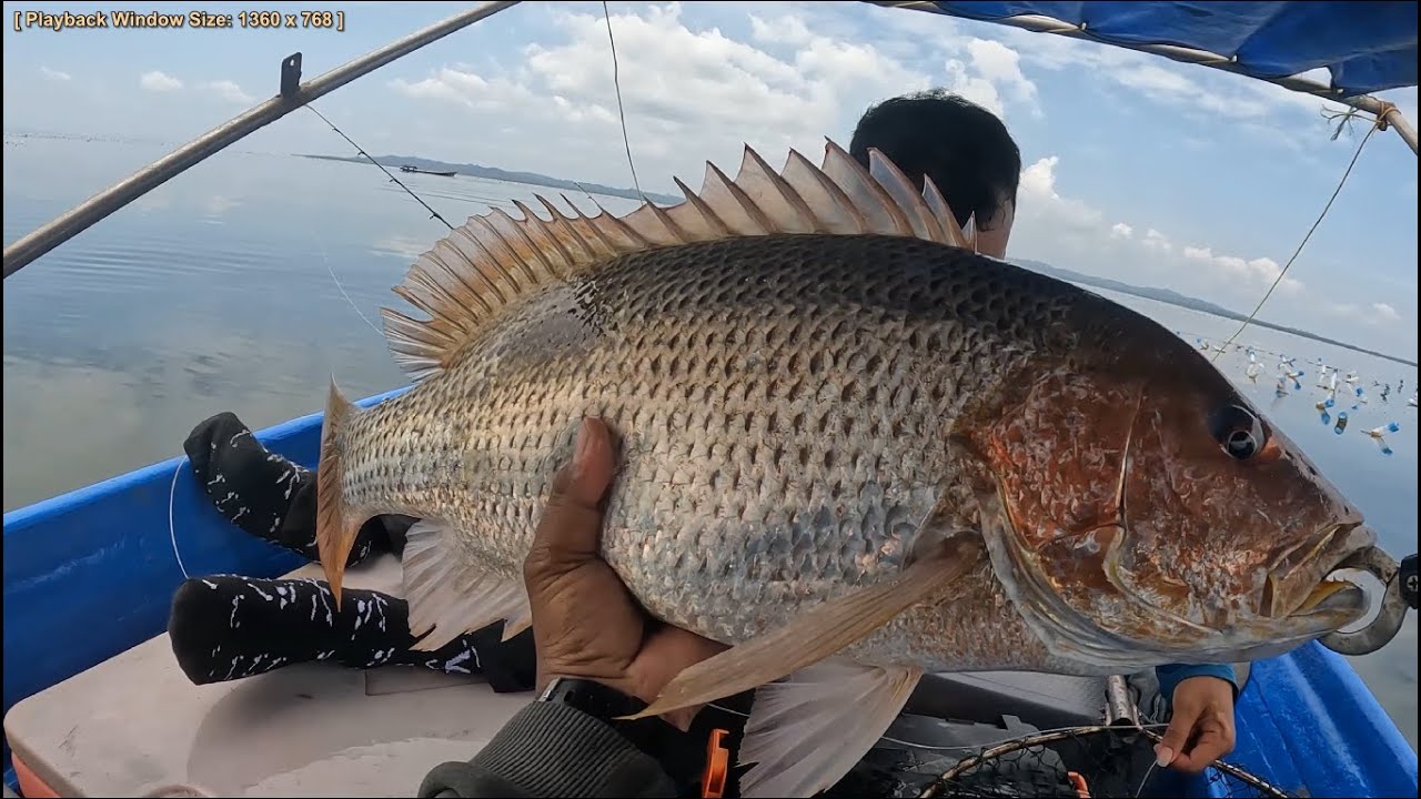 Tarikan ikan merah besar buat tangan luka - YouTube