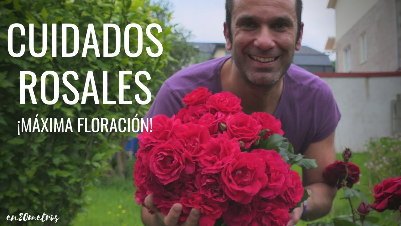 Cómo CUIDAR UN ROSAL para que se llene de ROSAS de forma impresionante ...