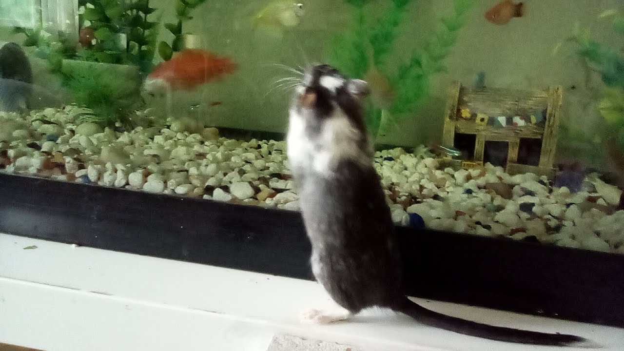 Gerbil meat fish for the 1st time - YouTube
