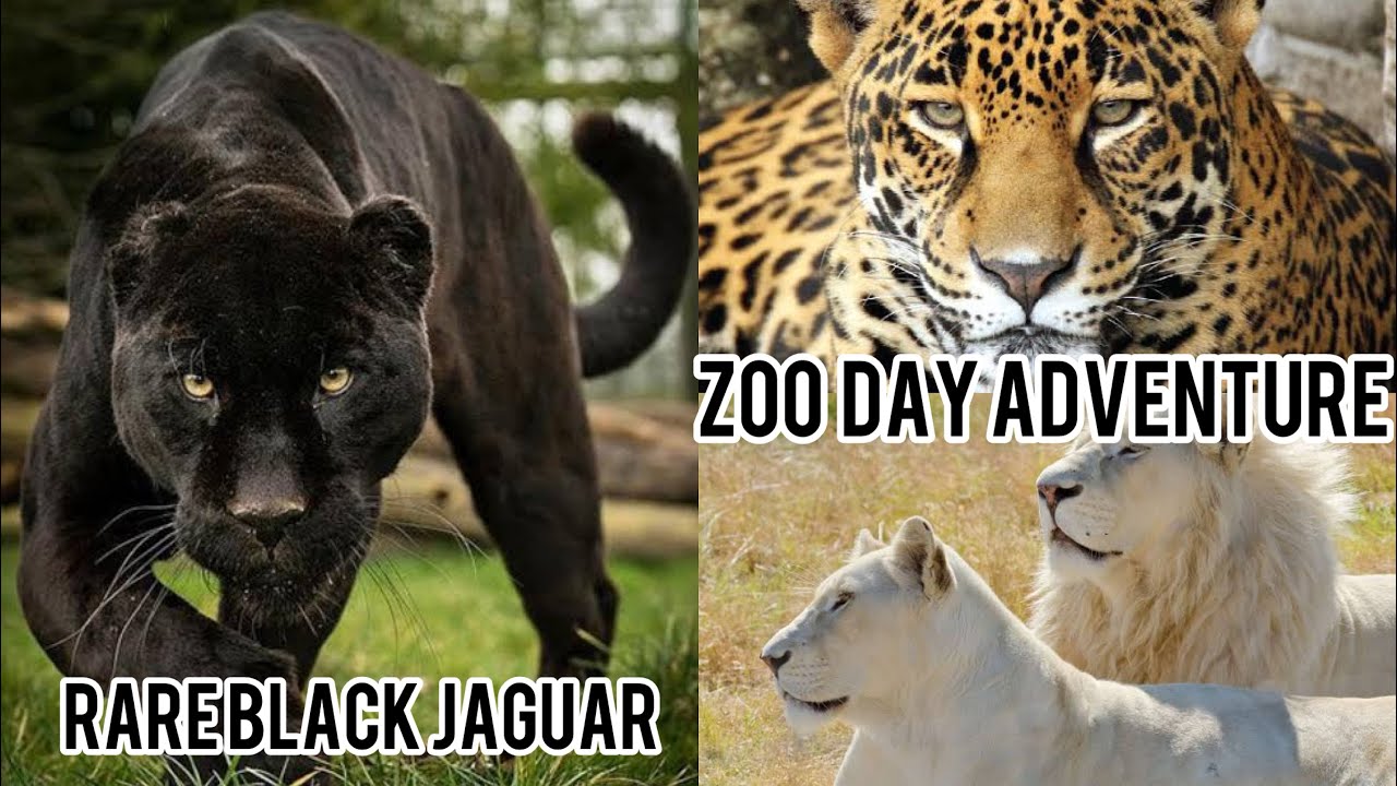 LORY PARK||Up Close with White Lions ,Leopards& the Elusive Black ...