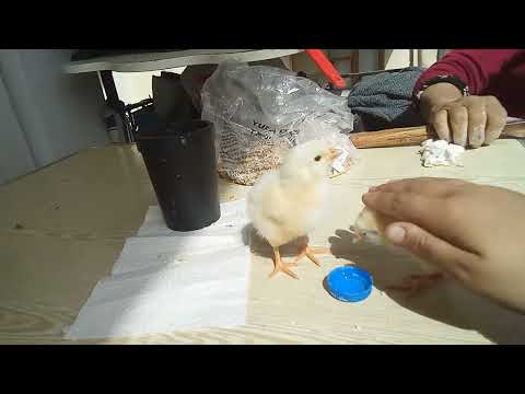 sevgi taştan ağır dır🐤🐣🐥