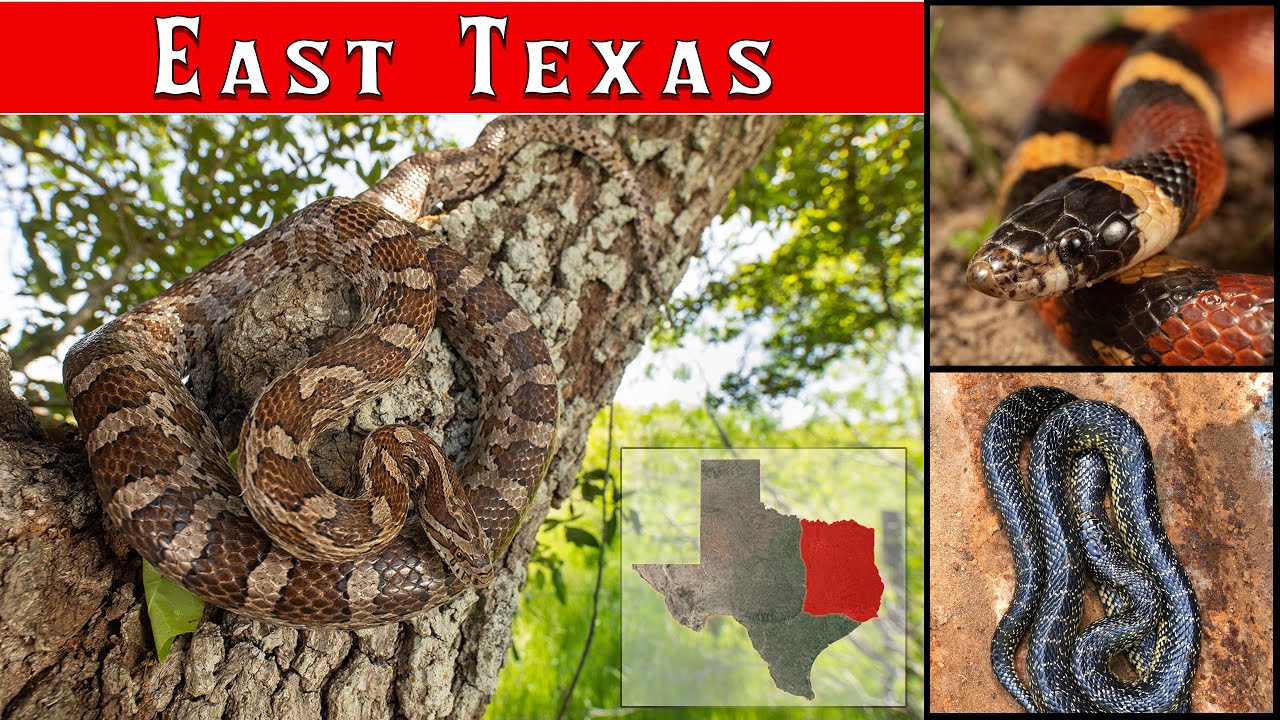 Tin Flipping Slowinski Corn snakes galore in East Texas! - YouTube