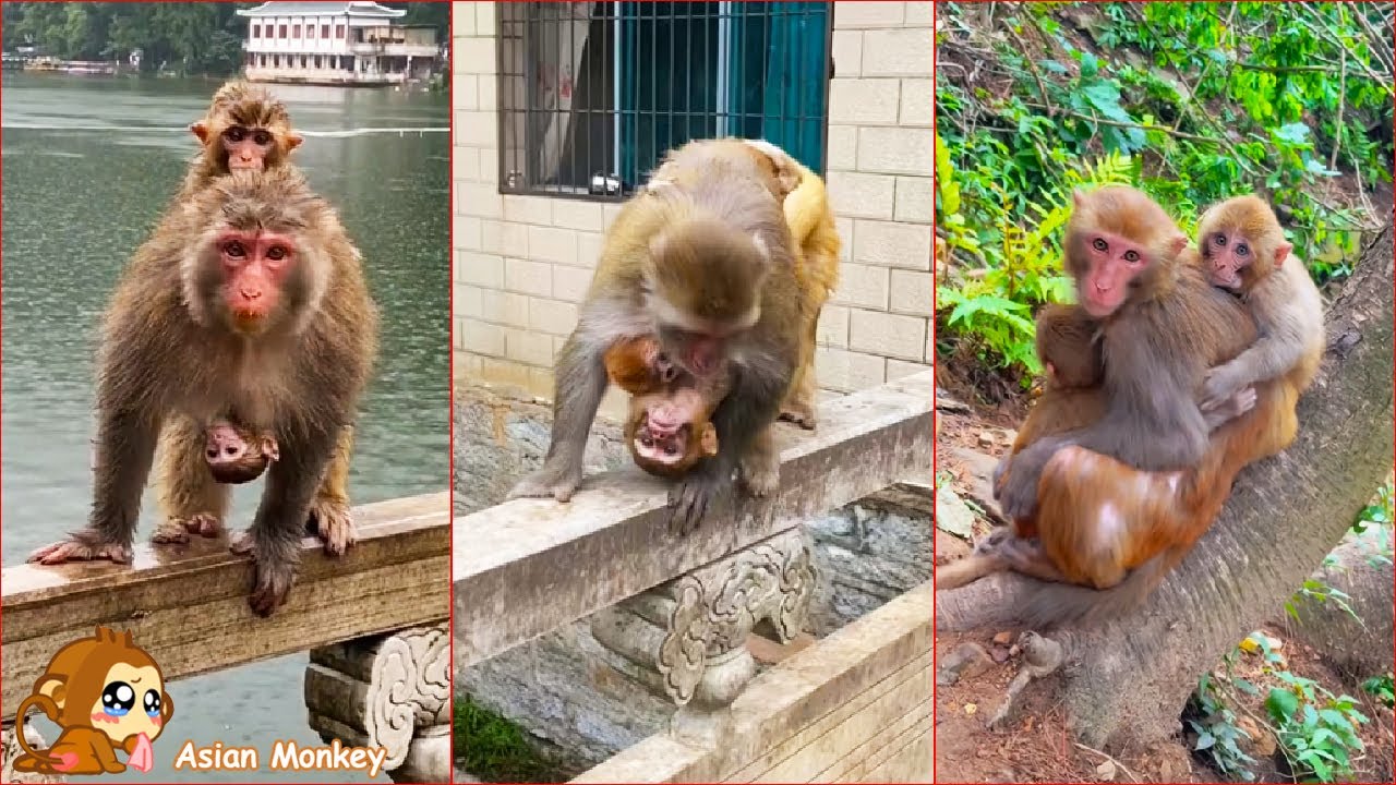 The mother monkey carried two baby monkeys on her back at the same time ...