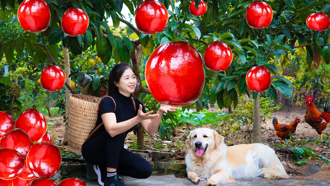 Harvesting Red Pear & Goes To Market Sell | Gardening And Cooking | Lý ...