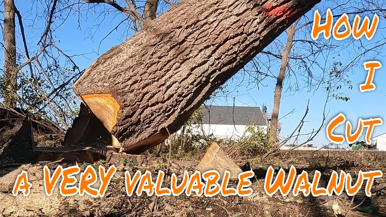How I cut a very valuable walnut tree using a hinge technique. Using a ...