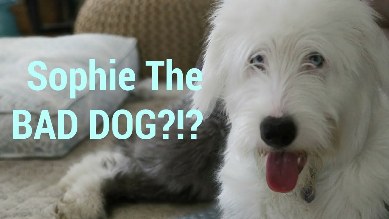 sophie-the-bad-dog-vlog-youtube